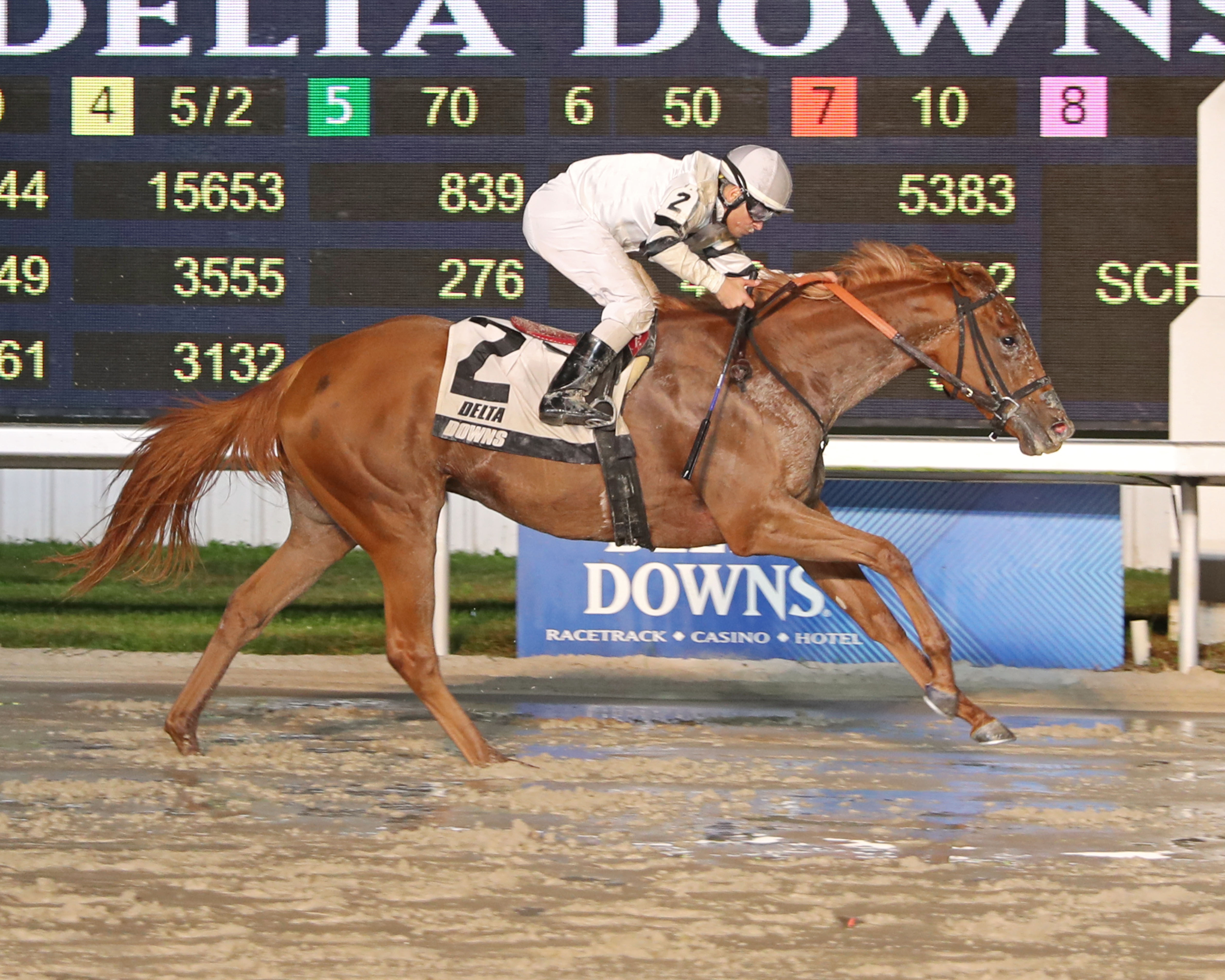 Delta Downs Live Horse Racing Schedule, Picks, & Track News
