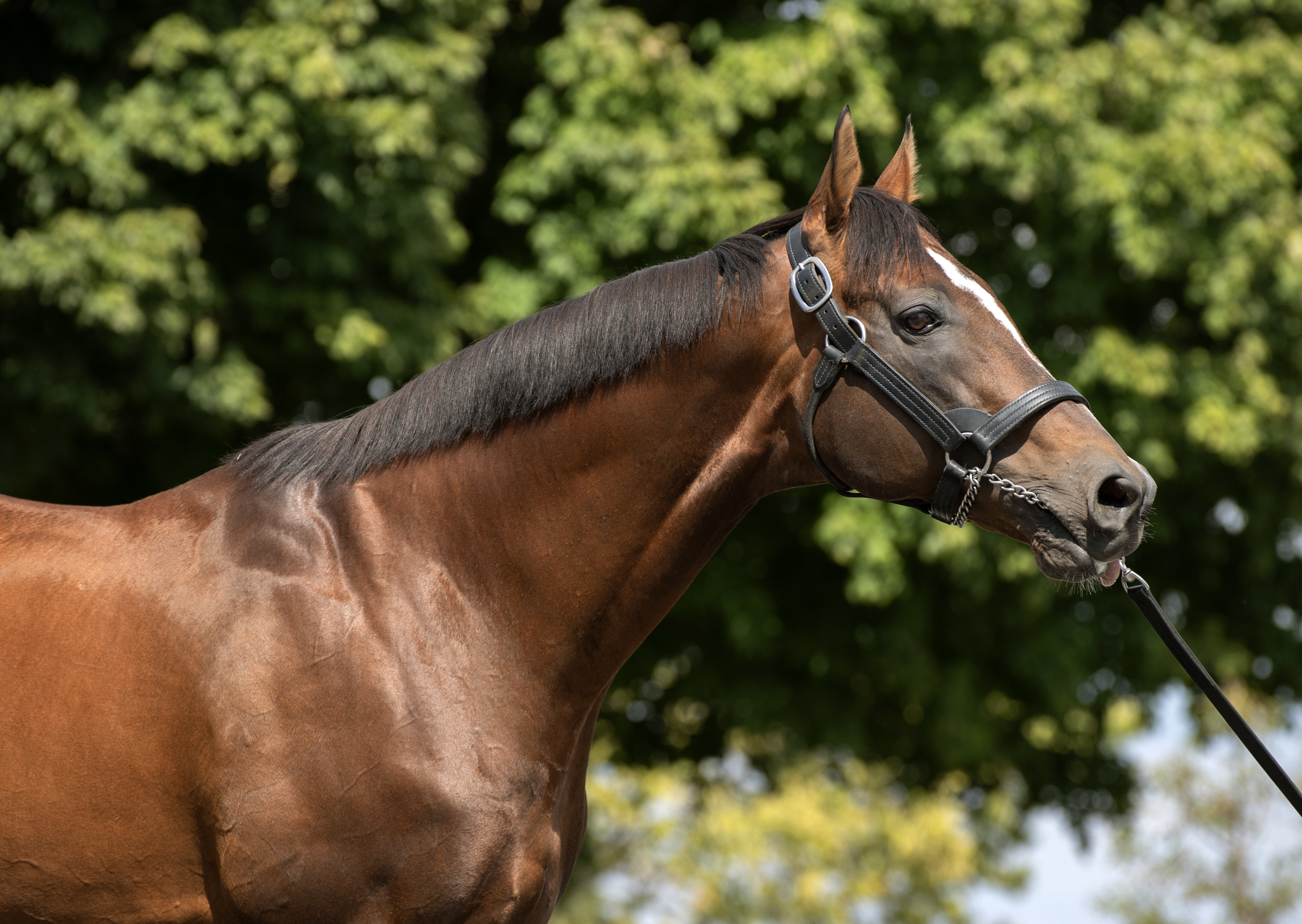 Mucho Macho Man moving to Adena Springs North in Canada