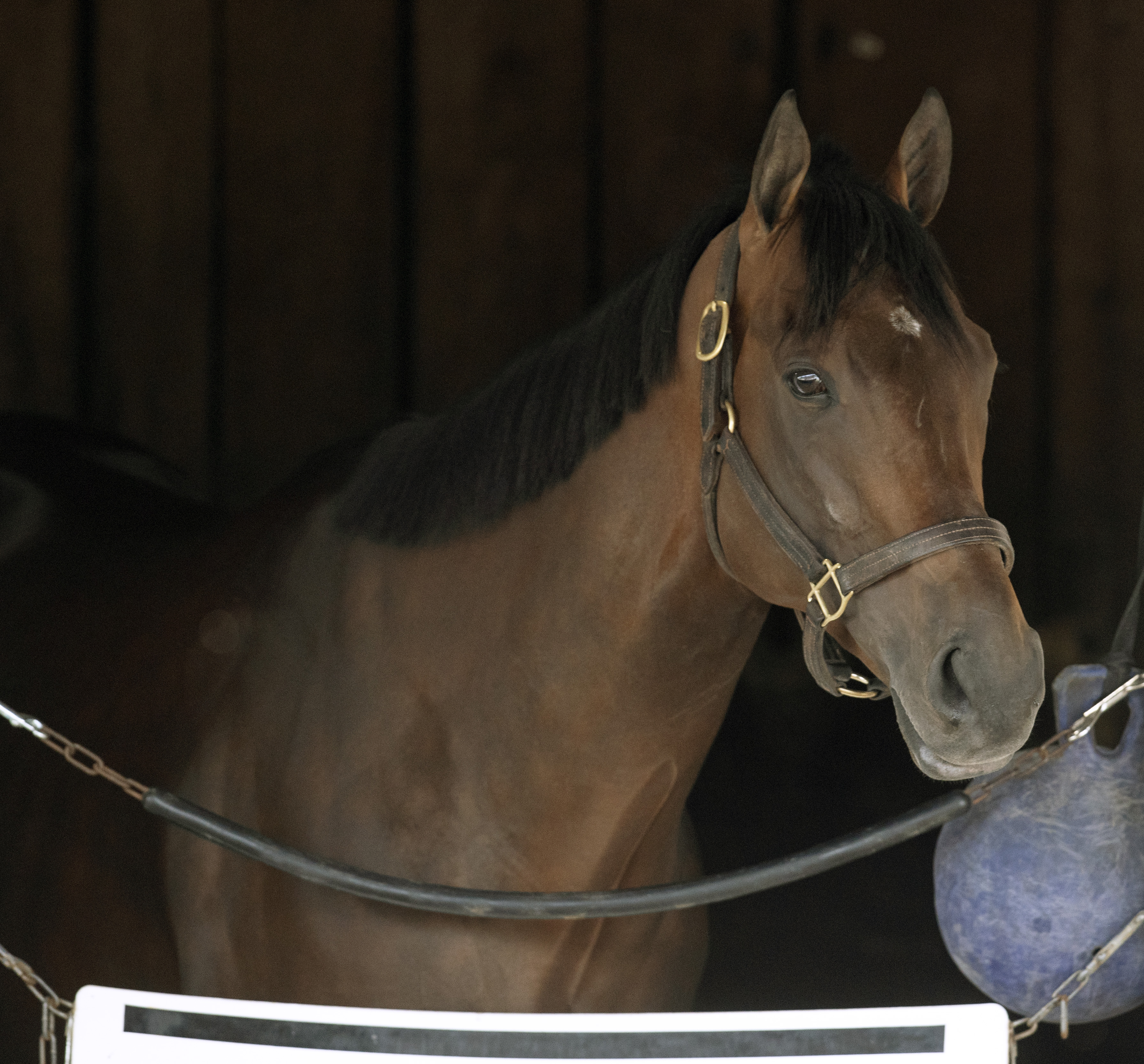 Kingsbarns brings sharp form into Pimlico Special