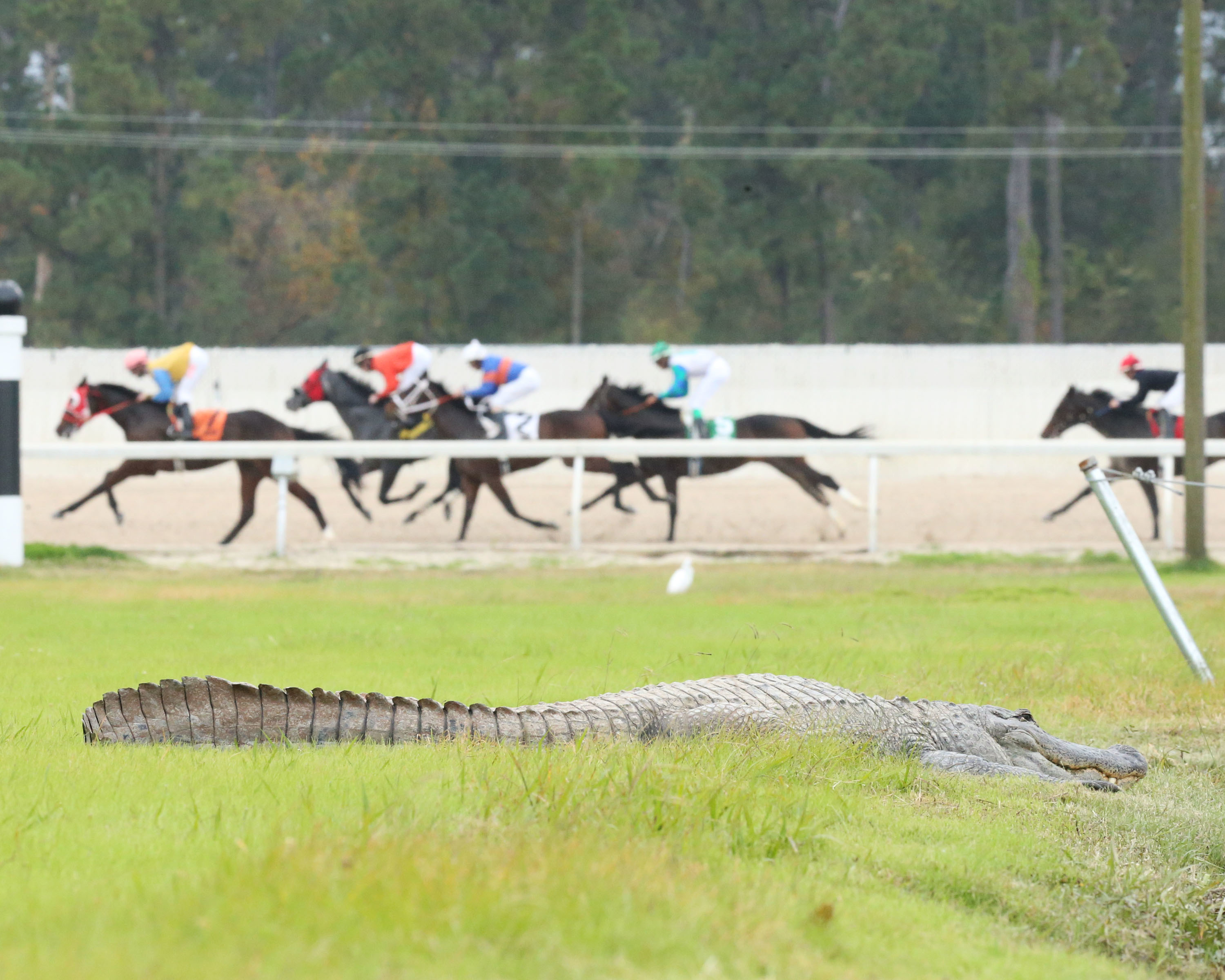 Delta Downs Live Horse Racing Schedule, Picks, & Track News