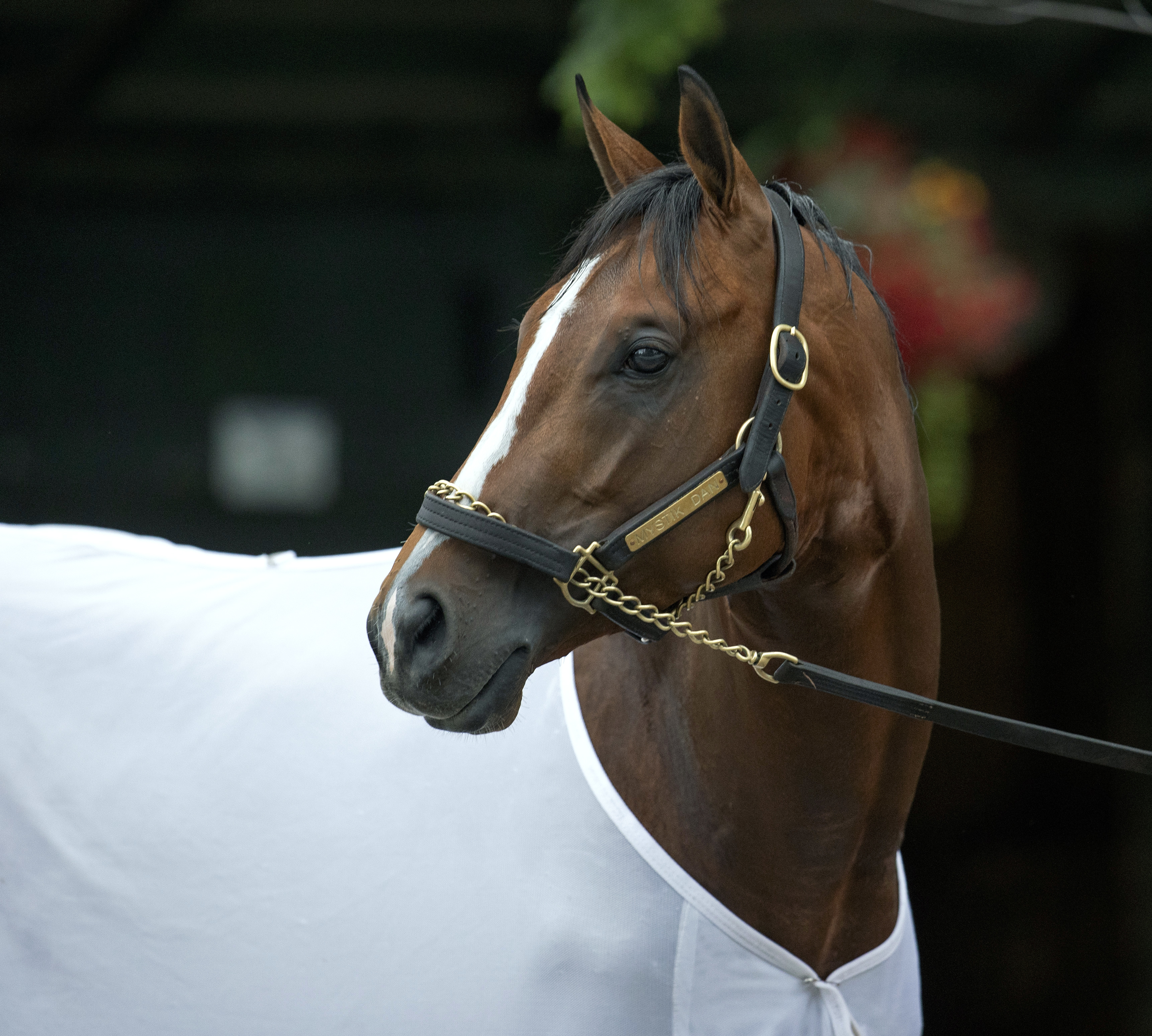 Derby winner Mystik Dan to stand at Airdrie Stud upon retirement