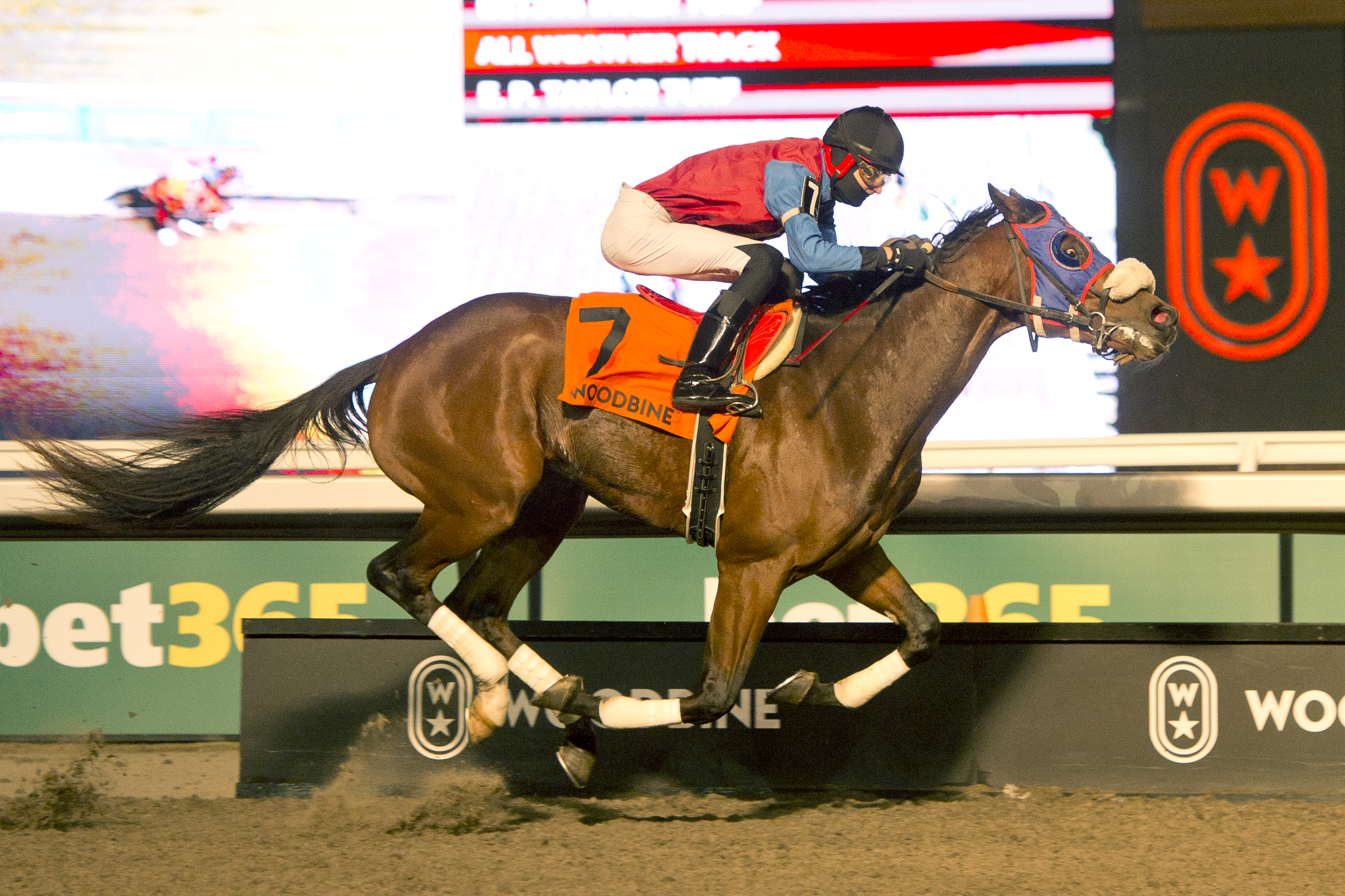 Woodbine Racetrack Live Horse Racing News & Picks Today | DRF