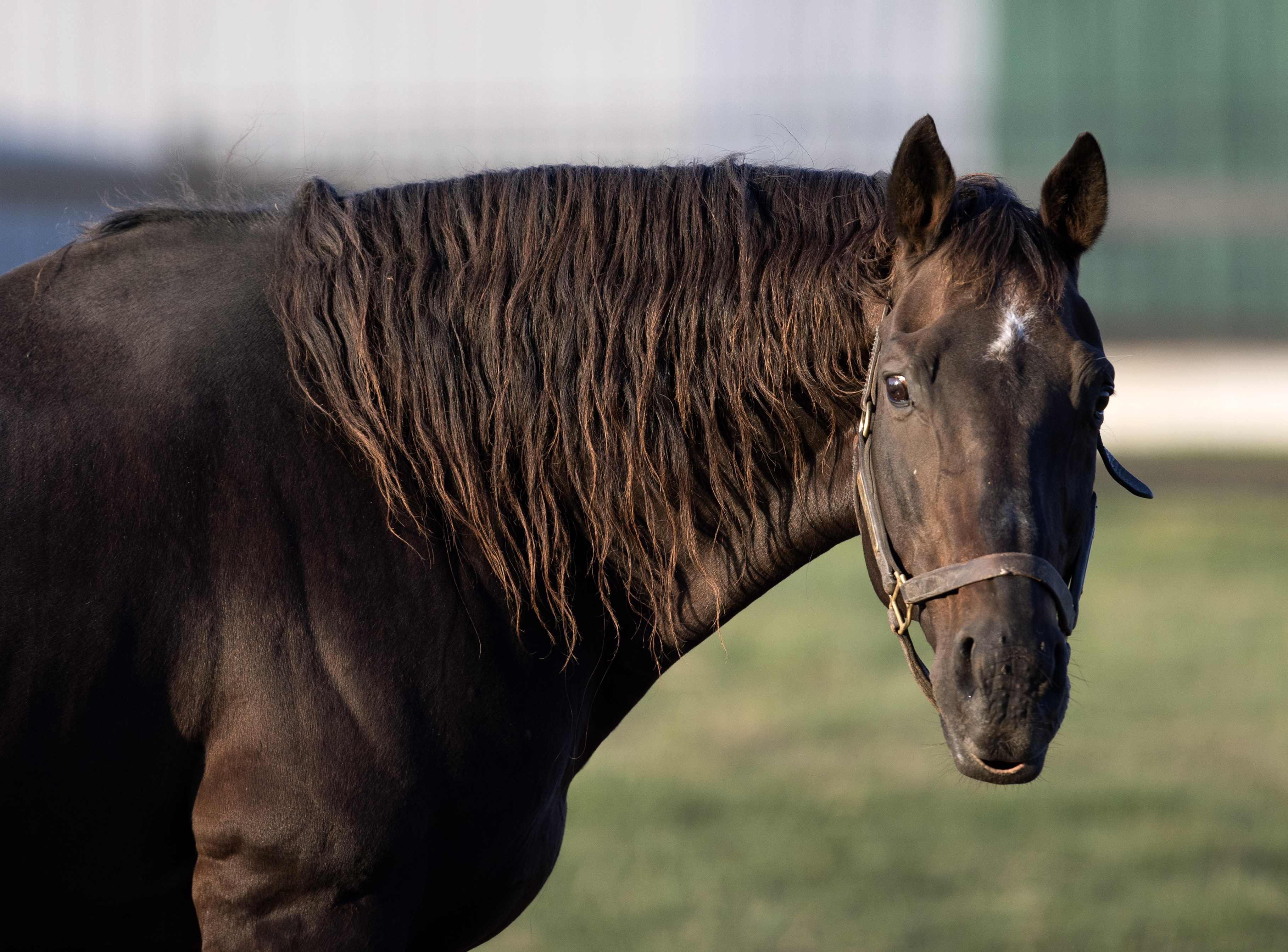 Belmont Stakes winner Touch Gold dead at 31
