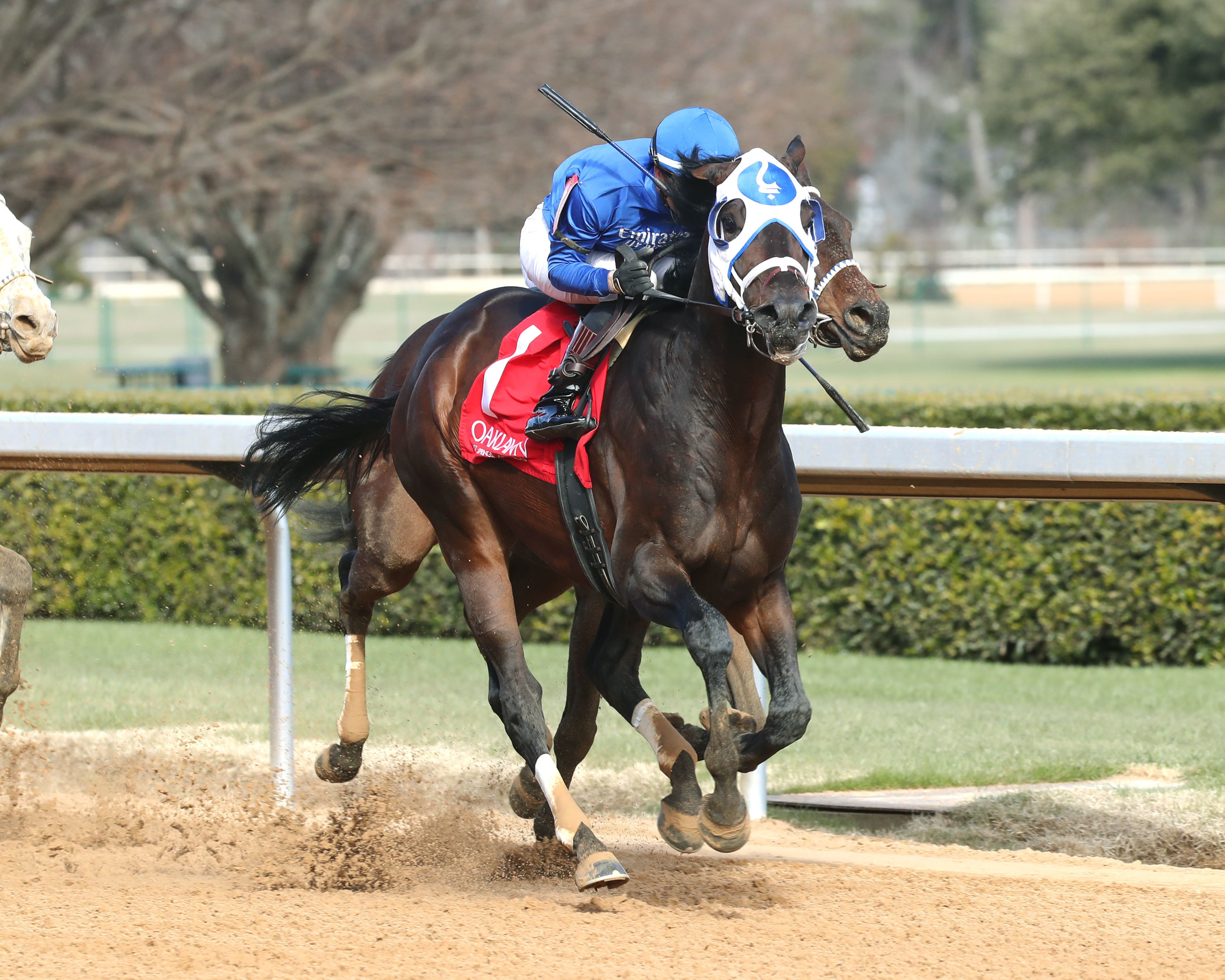 Red-hot Cox has comebacking Kinetic to lead Queens County duo