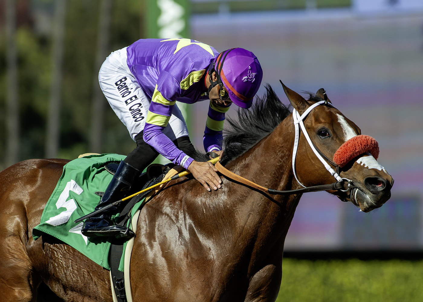 Man O Rose dominates Don Valpredo California Cup Sprint