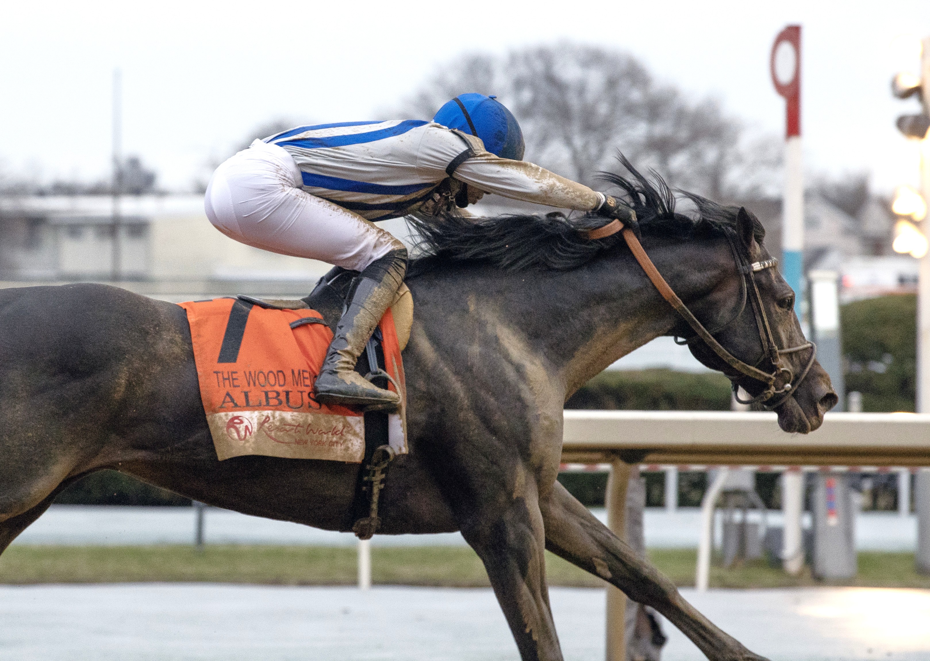 Kentucky Derby pedigree profile: Albus