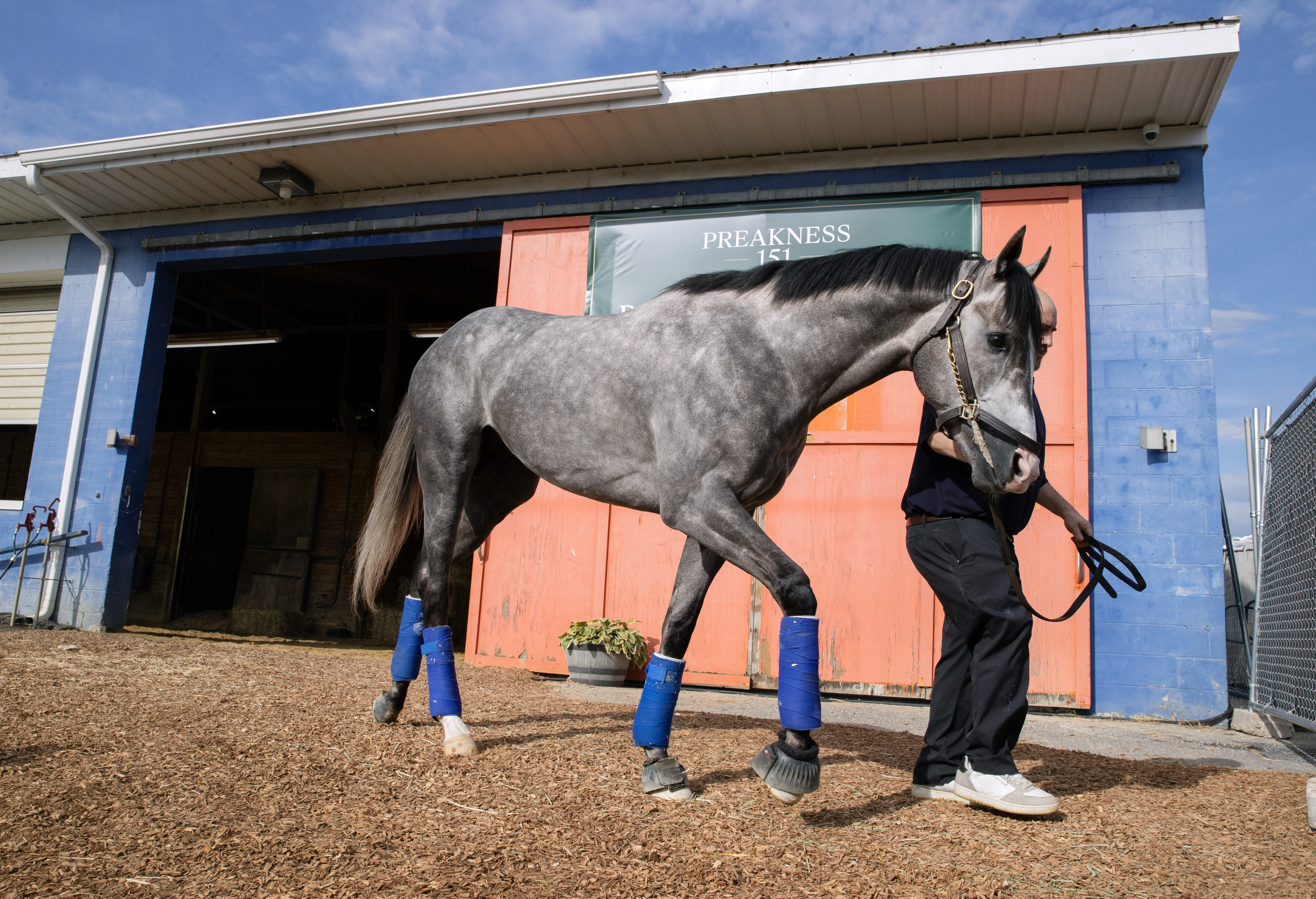 Preakness winner Napoleon Solo, runner-up Iron Honor likely to meet ...