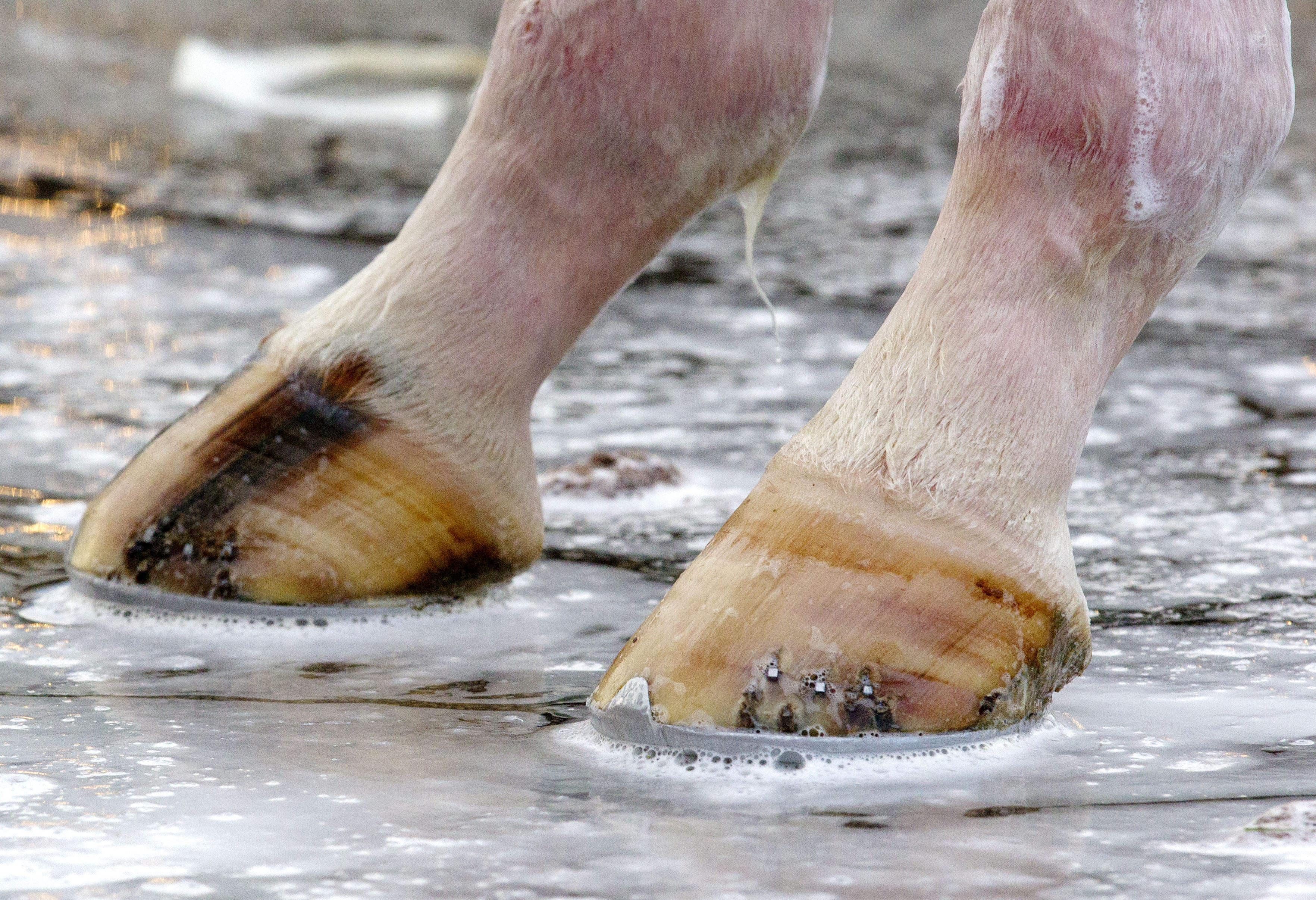 Special shoes keep California Chrome's feet comfy