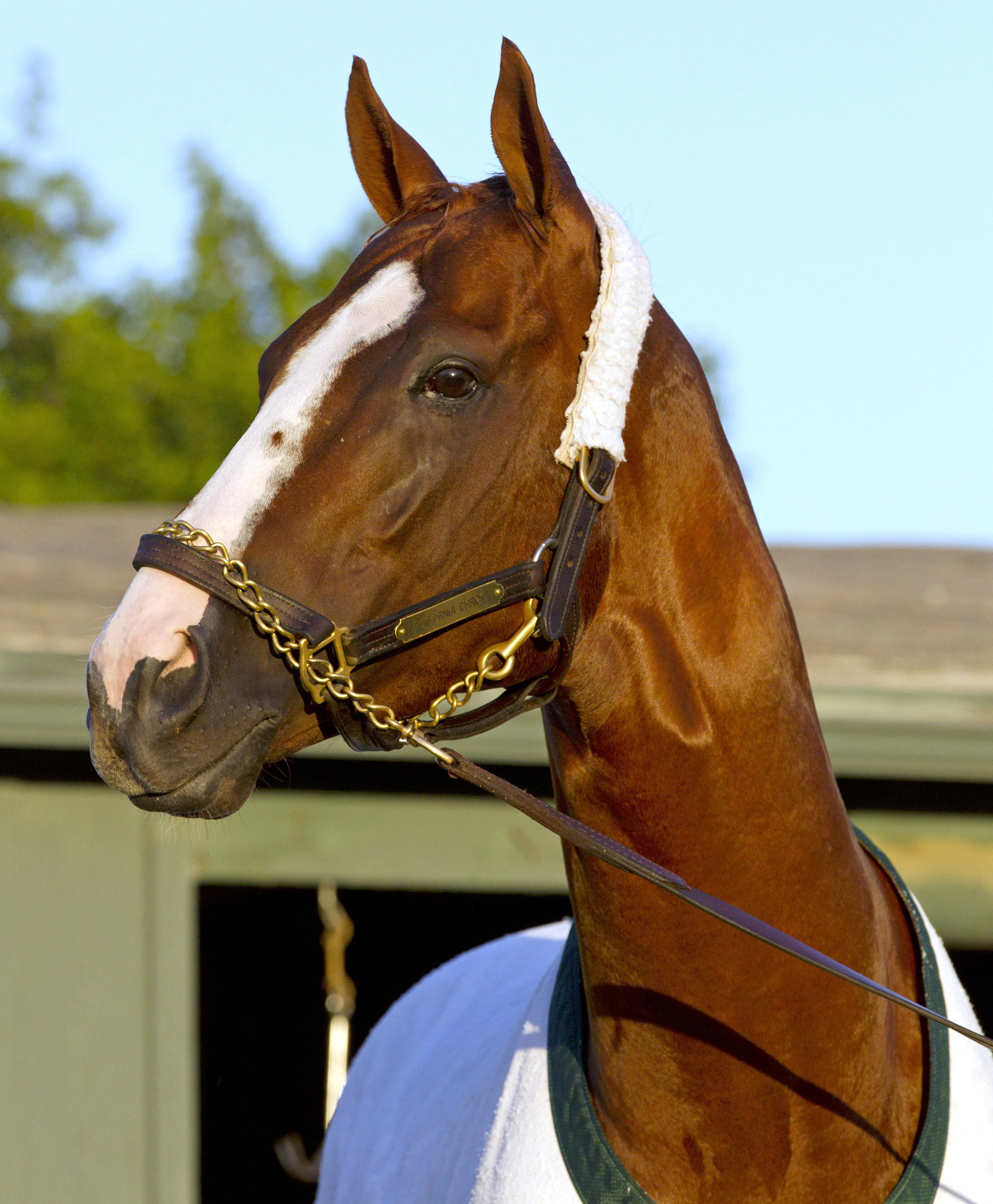 California Chrome to work before first race Saturday