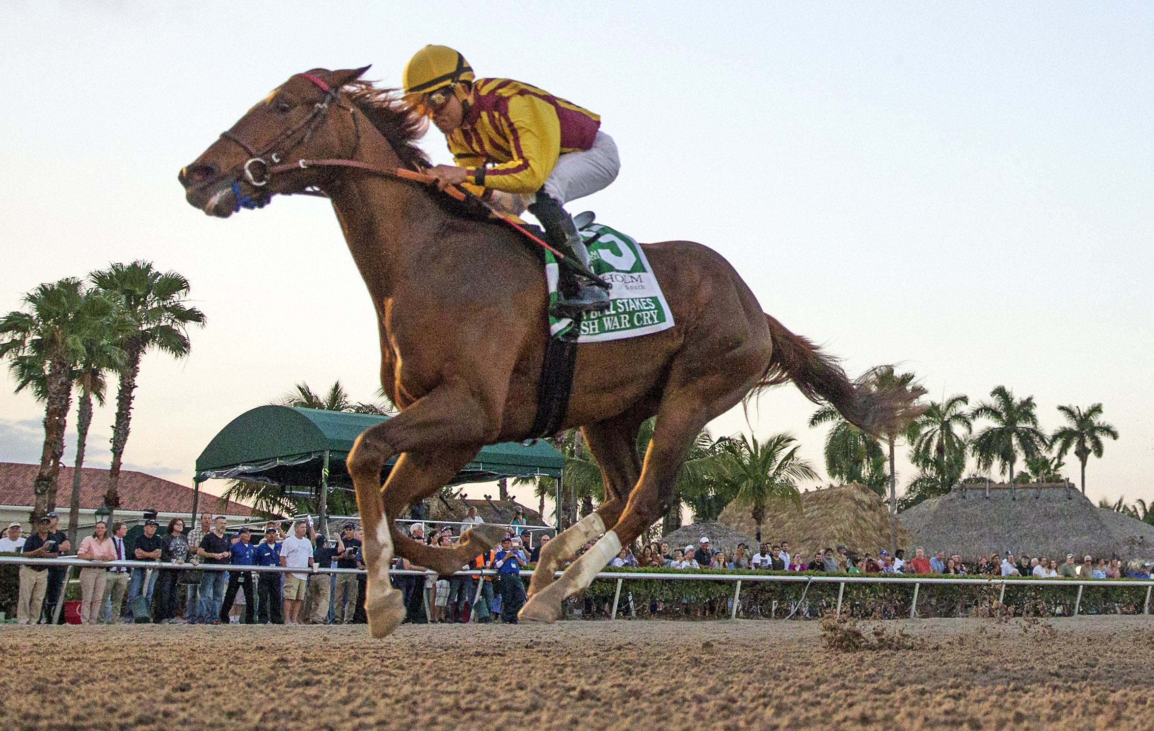 Irish War Cry likely to face about nine rivals in Fountain of Youth