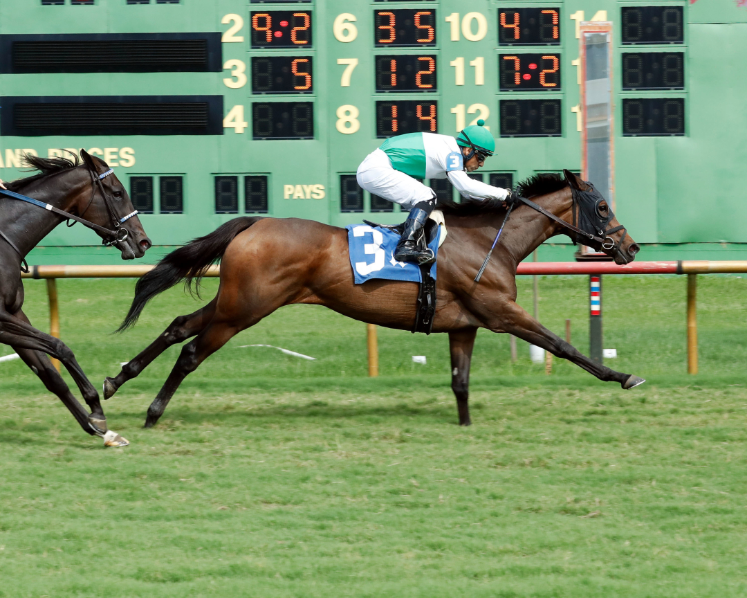 Thomas barn having turf success in California