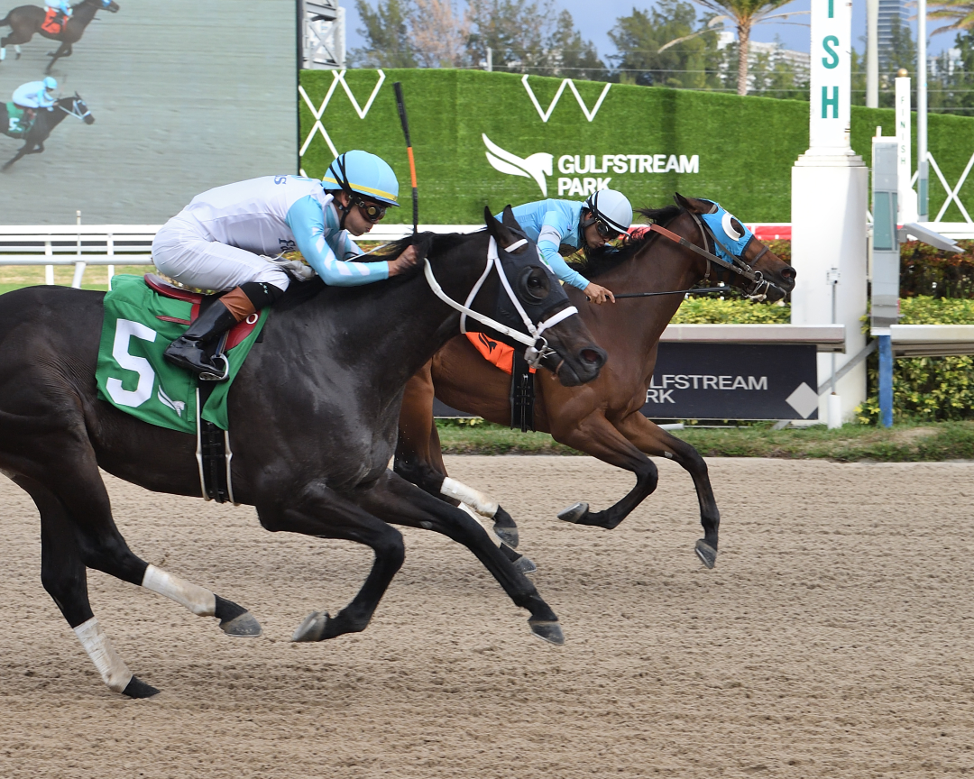 Loco Abarrio will look to get back on track in Gulfstream Park Sprint