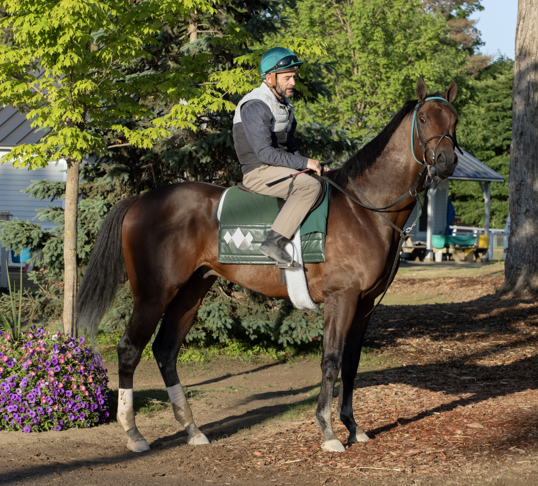 Grade 1 winner Nutella Fella sidelined again