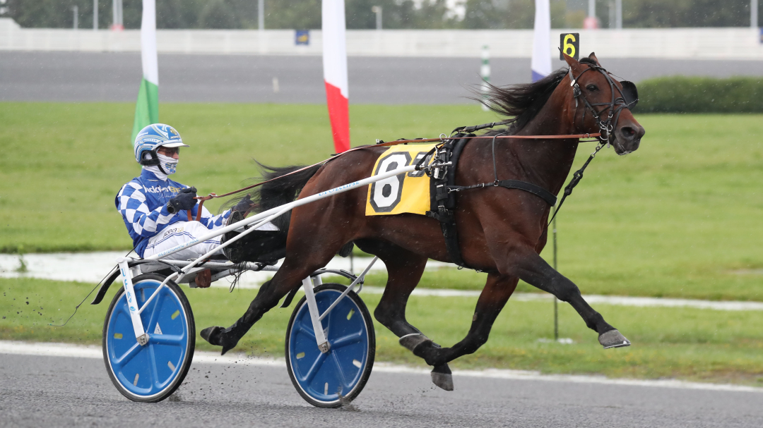 Yonkers: Denmark standout Get A Wish back for 2024 MGM Yonkers ...