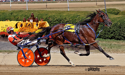 Delaware County Fair: Hanover Shoe Farms-breds reign in Standardbred