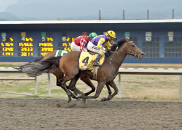 Hastings Racecourse Live Horse Racing Track News & Schedules