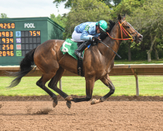 Finger Lakes Race Track Picks, Live Horse Racing Schedule, & News