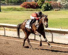Pleasanton Race Track Schedule, Picks & Live Horse Racing News