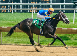 Delaware Park Picks, Live Horse Racing Schedule, & Track News