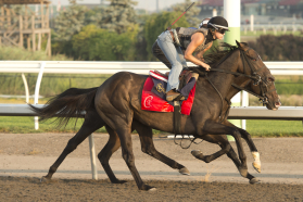 Daily Racing Form | Horse Racing | Entries | Results | PPs (Past ...