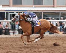 Albuquerque | Horse Racing Track News | DRF