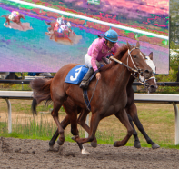 Hastings Racecourse Live Horse Racing Track News & Schedules